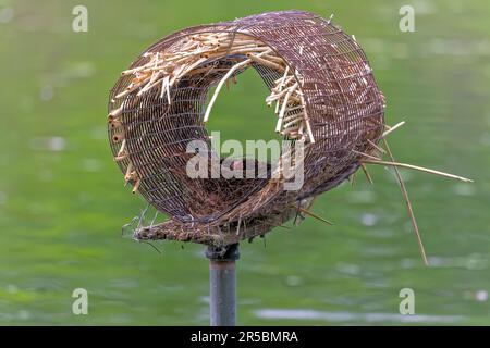 Common grackle nesting inside an artificial duck nest. Adult grackle ...