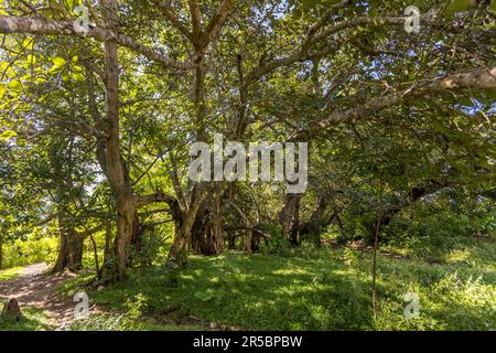 Chilema tree near Machinga, Malawi. Chilema translates to disabled. The ...