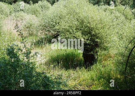 Serene countryside landscape featuring slender birch trees, lush green ...