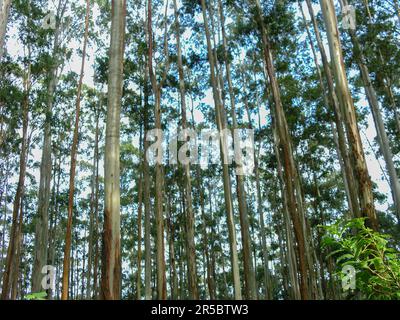 Eucalyptus tree plantation at Ooty, India Stock Photo - Alamy