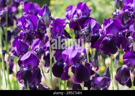 Bearded Iris ' Sable' / Iris × germanica offera an amazing flourish of ...