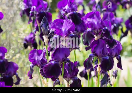 Bearded Iris ' Sable' / Iris × germanica offera an amazing flourish of ...