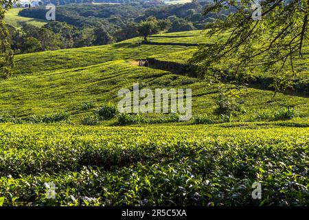 Satemwa tea and coffee plantation near Thyolo, Malawi Stock Photo - Alamy