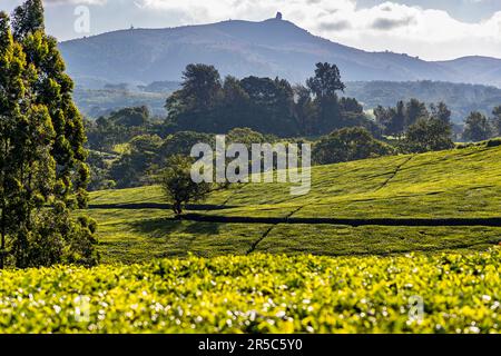 Satemwa tea and coffee plantation near Thyolo, Malawi Stock Photo - Alamy