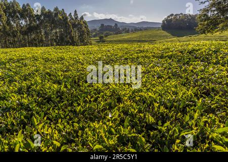 Coffee estate in a mountain range in India Stock Photo - Alamy