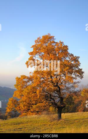 Landscape : Swabian Alb Oak tree in autumn, by the deciduous forest ...