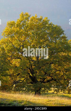 Landscape : Swabian Alb Oak tree in autumn Stock Photo - Alamy
