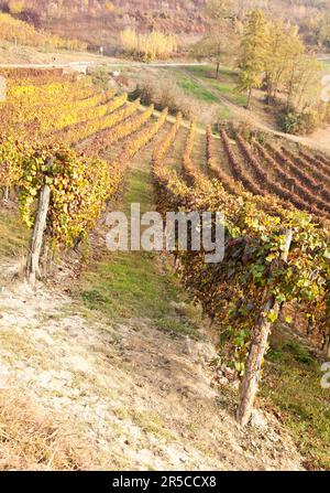 Italian vineyard of Barbera during autumn season Stock Photo - Alamy