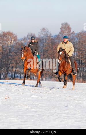 Ride, Welsh Pony, Section D, Cross Country Ride, Welsh D, Welsh Cob ...