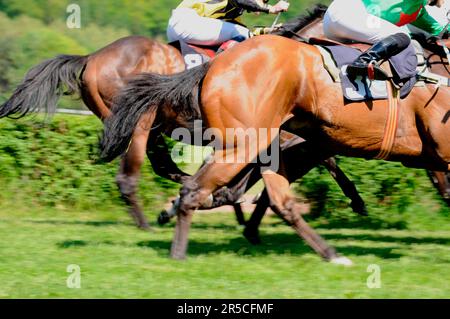 Gallop racing, English thoroughbred, Race, Gallop, Jockey, Jockeys ...