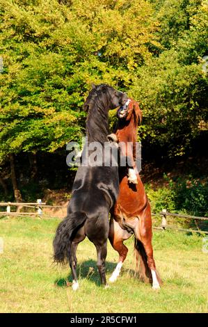 Welsh Ponies, Stallions, Welsh Pony in Cob Type, Section C, Welsh Cob ...