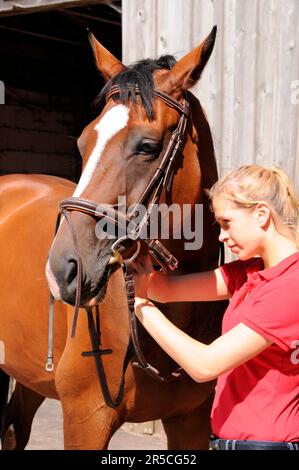 Bridle, girl bridles german warmblood, german riding horse, bridle ...