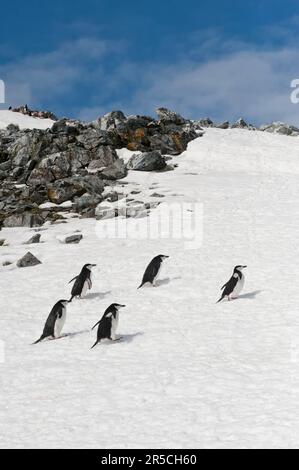 Chinstrap Penguins (Pygoscelis antarctica) climb ice slope while the ...
