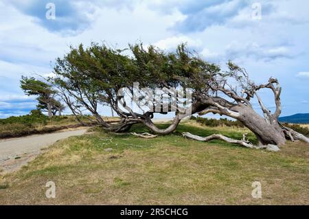 Arboles Banderas, wind shaped trees, Tierra del Fuego, Patagonia ...