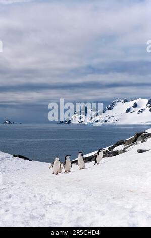 Chinstrap Penguins (Pygoscelis antarctica) climb ice slope while the ...