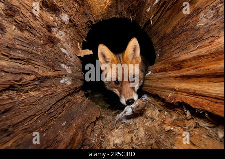 Red fox (Vulpes vulpes), with captured mouse on snow-covered meadow ...