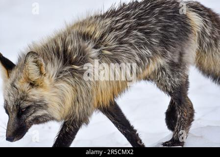 Stunning black, silver, red cross fox seen in the wild in northern ...