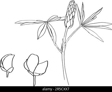 Sketch Floral Botany Collection. lupine flower. Lupinus drawings. Black ...