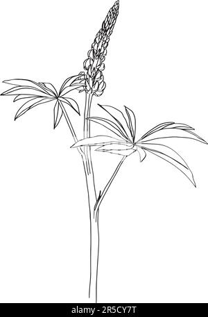 Sketch Floral Botany Collection. lupine flower. Lupinus drawings. Black ...