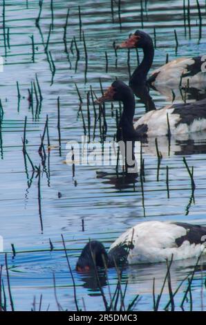 Magpie Geese, Hastie Swamp, Nth Queensland, Australia Stock Photo - Alamy