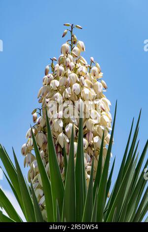 Yucca Gloriosa evergreen succulent cactus shrub also called Spanish ...