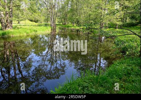 Stream of water through Lekeberga Salven nature reserve Stock Photo - Alamy