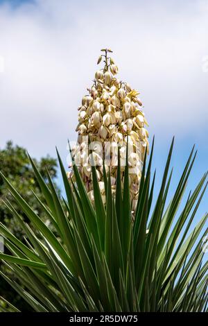 Yucca Gloriosa evergreen succulent cactus shrub also called Spanish ...