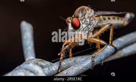 Robber fly on a barbed wire with black background, Select focus of head ...