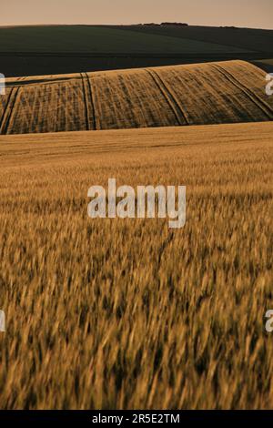 Selective of golden wheat fields on a sunny day Stock Photo - Alamy