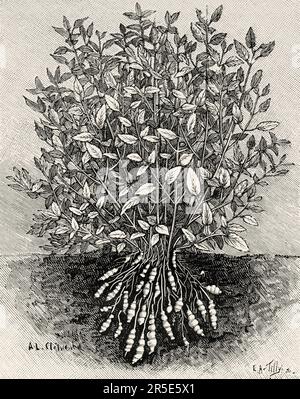 Japanese crosne Stachys affinis tubers rhizome root vegetable (Stachys ...