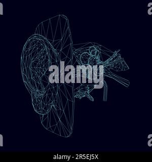 Wireframe of the human ear with the internal structure of the hearing ...