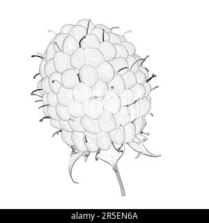 Raspberry outline from black lines isolated on white background. Front ...