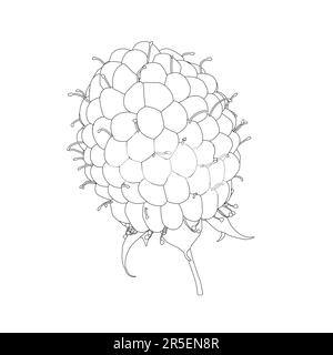 Raspberry outline from black lines isolated on white background. Front ...