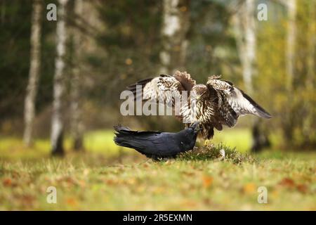 For life and death. Buzzard and Raven fight Stock Photo - Alamy