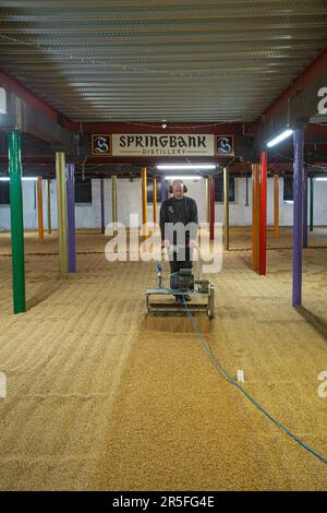 Springbank distillery floor maltings, malted barley Stock Photo - Alamy