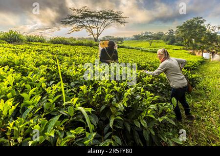 Satemwa tea and coffee plantation near Thyolo, Malawi Stock Photo - Alamy