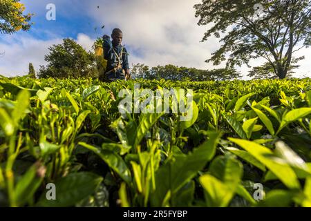 Satemwa tea and coffee plantation near Thyolo, Malawi Stock Photo - Alamy