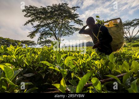 Satemwa tea and coffee plantation near Thyolo, Malawi Stock Photo - Alamy