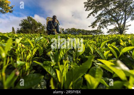 Satemwa tea and coffee plantation near Thyolo, Malawi Stock Photo - Alamy