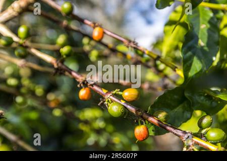 Satemwa tea and coffee plantation near Thyolo, Malawi Stock Photo - Alamy