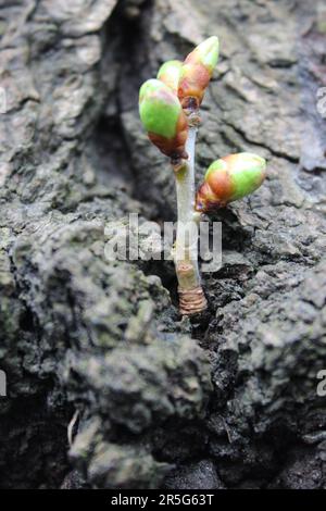 A closeup shot of a sprouting tree branch with buds Stock Photo - Alamy