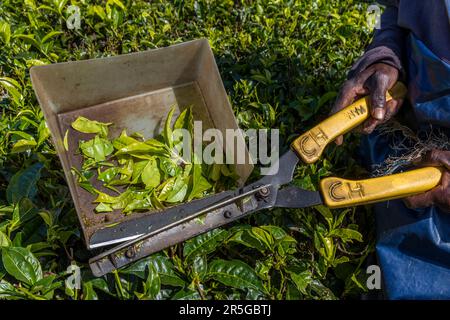 Satemwa tea and coffee plantation near Thyolo, Malawi Stock Photo - Alamy