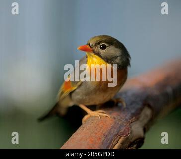 Red-billed leiothrix (Leiothrix lutea), China Sunbird, Chinese Sunbird ...