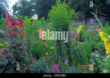 Cottage garden, weekend plot various perennial flowers blooming in the ...