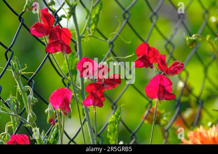 Red vetch flowering by the garden fence, Vetches (Vicia Stock Photo - Alamy