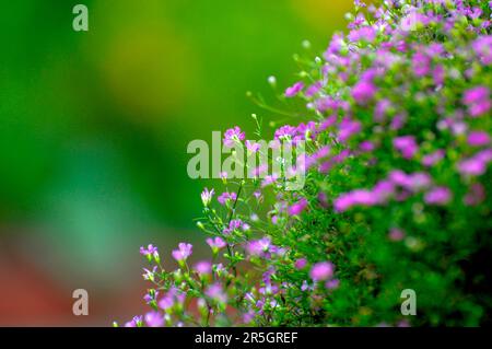 Wall gypsophila flowering in the garden, Wall gypsophila (Gypsophila ...