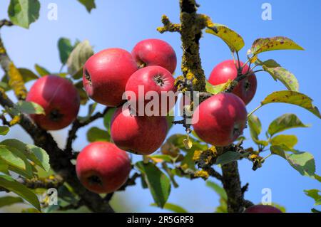 Apple Tree Variety : Idared Stock Photo - Alamy