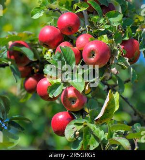 Apple Tree Variety : Idared Stock Photo - Alamy