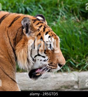 A hungry tiger looking for food in a private zoo, Italy Stock Photo - Alamy