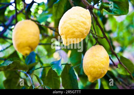 Lemon on the tree in Costiera Amalfitana, tipical Italian location for ...